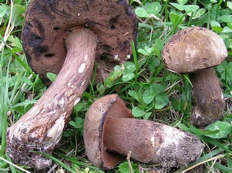 Порфировик Ложноберезовиковый (Porphyrellus Pseudoscaber) описание фото
