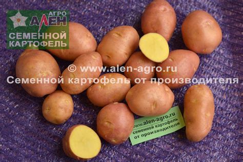 Картофель Беллароза: описание и характеристика сорта, посадка и уход ...