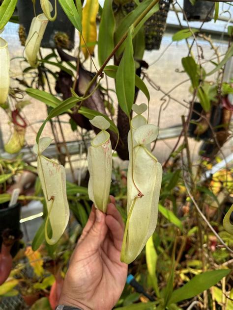 Nepenthes glabrata #1 Bel SG Rooted Cutting - Carnivorous Plant Resource