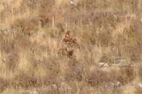 Bigfoot ‘spotted’ in Colorado in broad daylight — and it’s all on ...