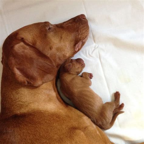 Katti - Modern Dog Magazine