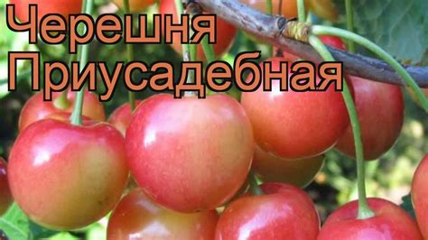 Черешня Приусадебная Описание Сорта Фото Отзывы – Telegraph