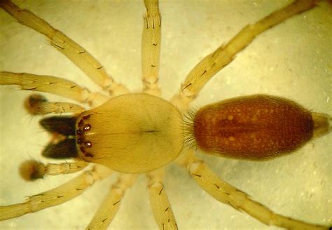 Fotogalerie Arachnida