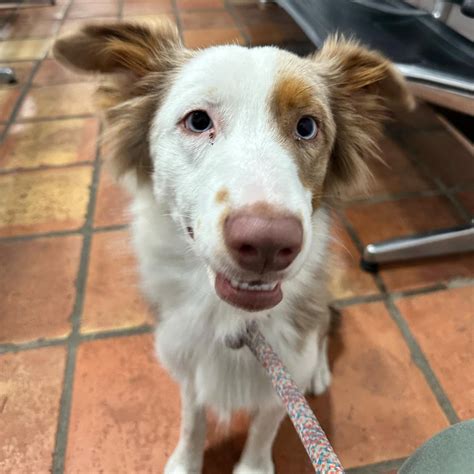 Dog for adoption - Bluey, an Australian Shepherd Mix in Springfield, VA | Petfinder