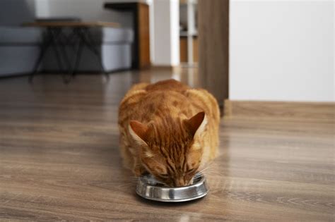 Какую рыбу можно давать кошке?