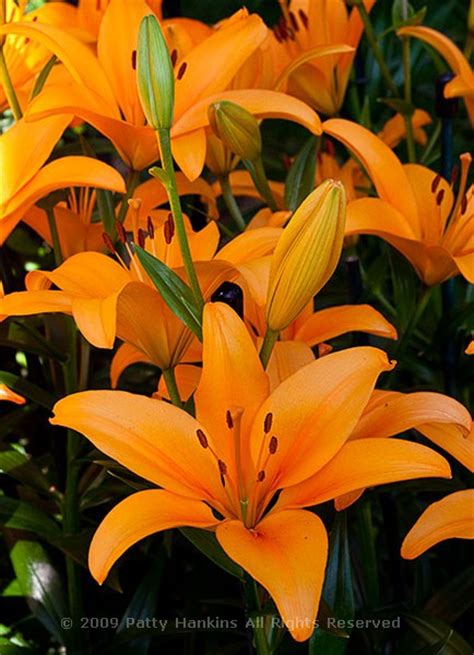 Lilies :: Beautiful Flower Pictures Blog