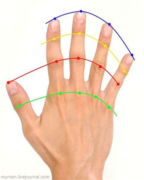 Pin by model on Body | Anatomy reference, Anatomy for artists, Hand anatomy