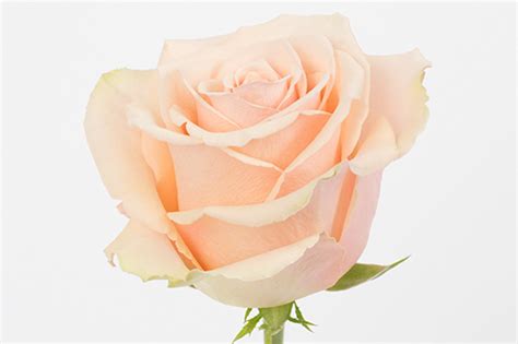 Primavera - Store Flowers