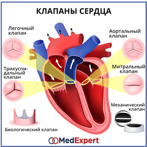 Pin on СЕРДЕЧНО-СОСУДИСТЫЕ ЗАБОЛЕВАНИЯ