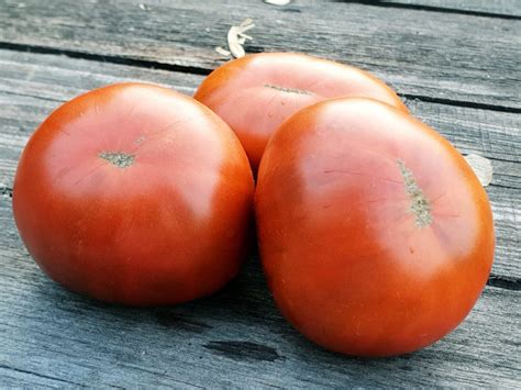 Самые сладкие помидоры | tomatland.ru