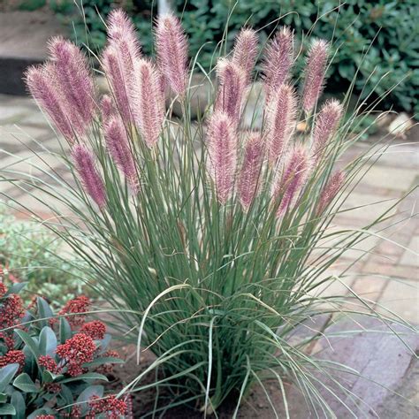 Купить саженцы Вейник Calamagrostis Overdam с доставкой по всей России ...