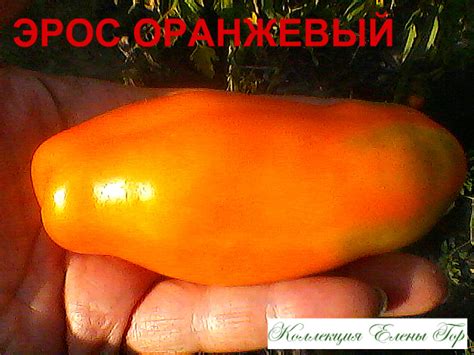 Томат Эрос: описание сорта, ОТЗЫВЫ (5), фото