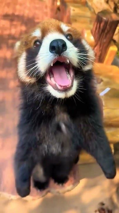 ДаЙ вКусняШку, ну Дай🐼👀🤣👍🔥Give me some delicious food, give me some 🐼👀🤣 ...