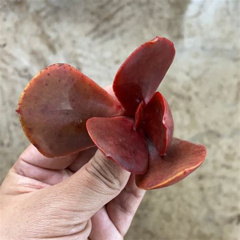Echeveria 'Fireball' (1 x CUTTING) – LET LOVE GROW (Succulent & Cactus)