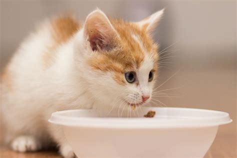 Чем кормить котенка в 1 месяц | без кошки мамы, корм, кормление