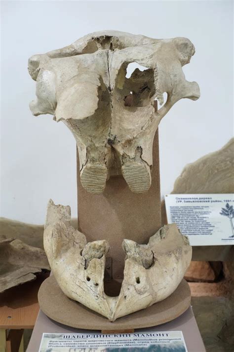 ARTEFACT | Экспонаты | Череп мамонта