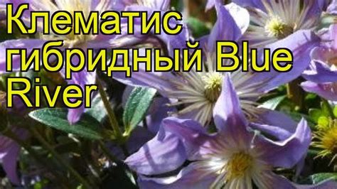 Клематис гибридный Голубая река (Блю ривер). Краткий обзор, описание ...