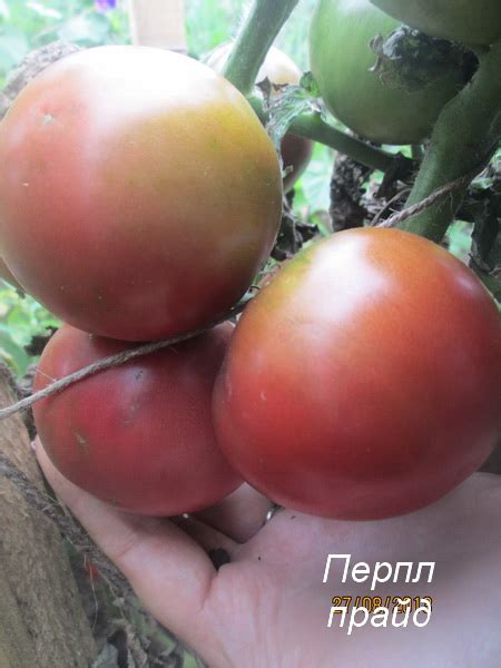 Жар птица сладкая (Dwarf Firebird Sweet) США — Семена редких сортов томатов