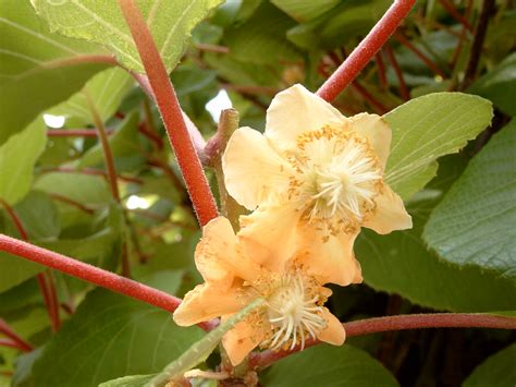 Золотой киви. Actinidia chinensis