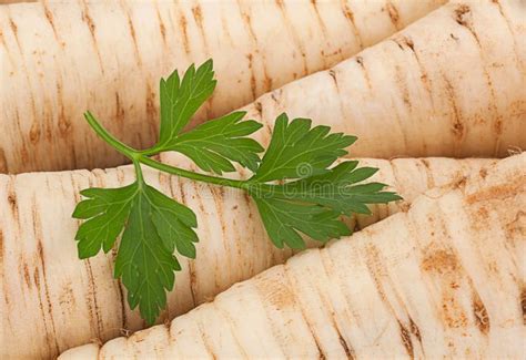 Корень петрушки Vegetable на белизне Стоковое Фото - изображение ...