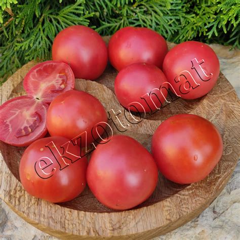 Гном Розовая Долина Клэр, (Dwarf Clare Valley Pink)