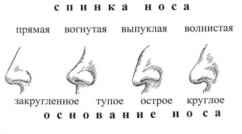 Вогнутый нос и курносый это одно и тоже??? Али нет??? | Ответы Mail