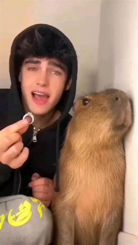 Пин от пользователя Capybara's Planet на доске Capybara's Planet ...