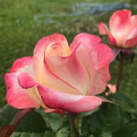 Роза Белла Перла (Rose Belle Perle) купить саженцы в Новосибирске.