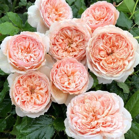 Rose Plant masora 真宙 マソラ - Etsy