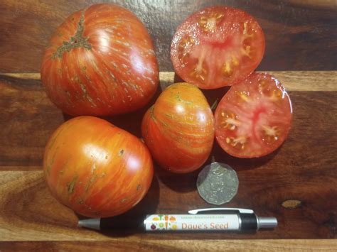 Beauty King Tomato Dwarf | Dave's Seed