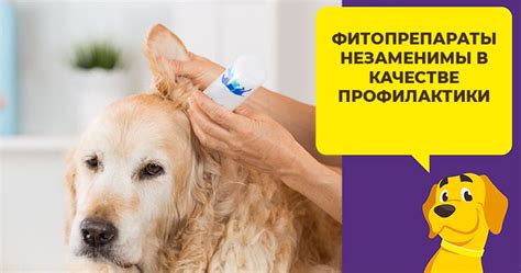 Отибиовет и отибиовин в чем разница, отидез аналоги инструкция по ...