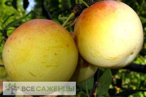 Цена на Слива Золотистая крупная - купить саженцы
