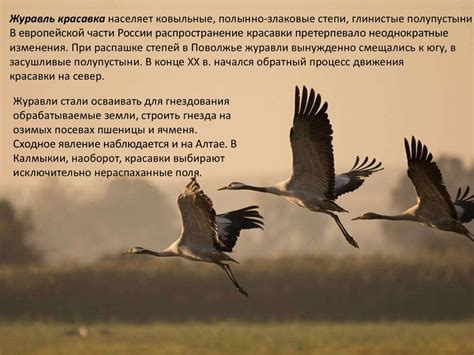 Журавль-красавка - презентация онлайн
