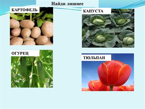 Значение растений в природе и жизни человека - презентация онлайн