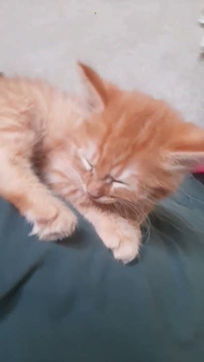 Вот мой котик - YouTube