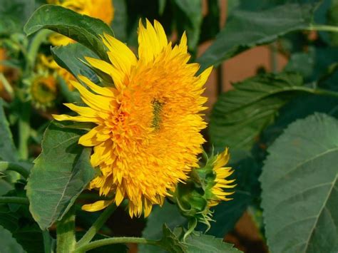 Helianthus