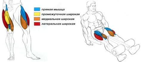 Разгибание ног в тренажере – тренировка квадрицепса