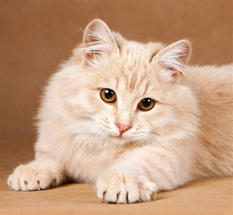 Капли от блох для кошек и котят: инструкция по применению, нанесение на ...