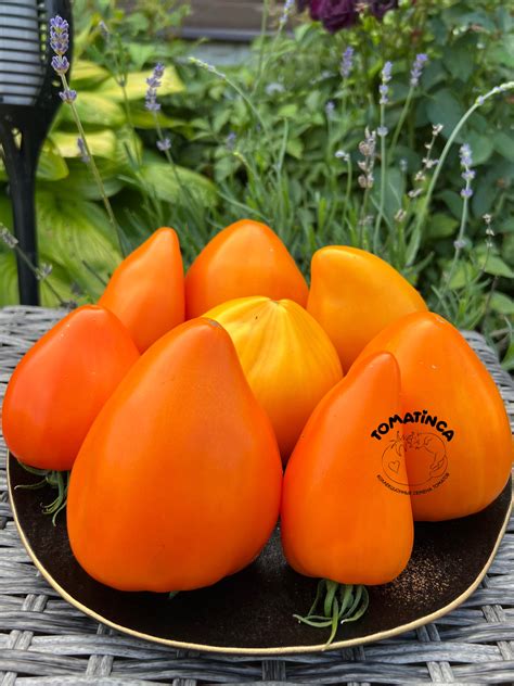 Желтая гора – Tomatinсa.ru