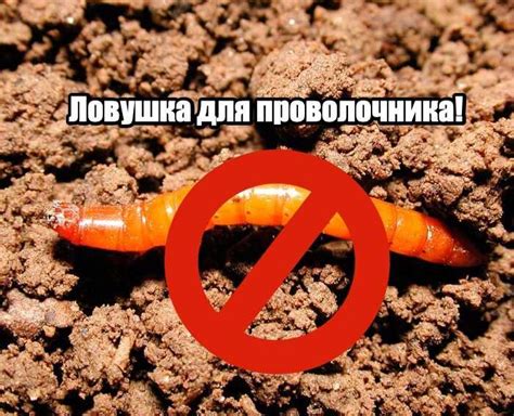 Как избавиться от проволочника в огороде раз и навсегда