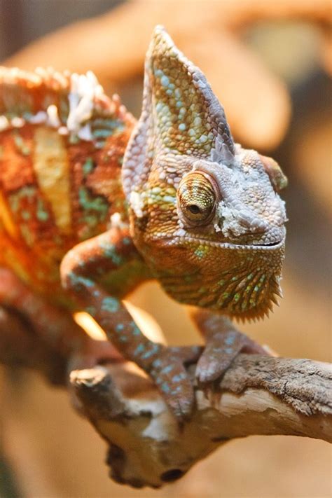 Free photo: Animal, Camouflage, Chameleon - Free Image on Pixabay - 163779