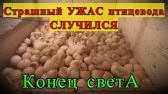 Машинка для ощипа перепелов - YouTube