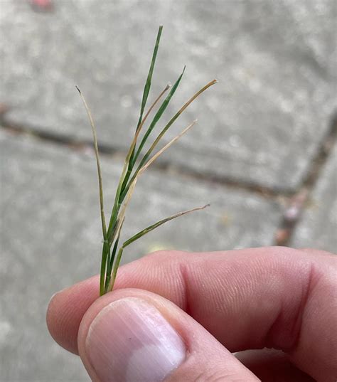 What is going on with my Zeon zoysia? : r/lawncare
