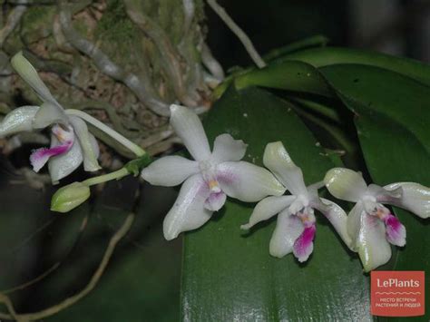 Фаленопсис бахромчатый (Phalaenopsis fimbriata) — описание, выращивание ...