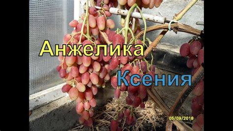 Виноград Беларуси .Лидчина . Сорт винограда Анжелика - Ксения . - YouTube