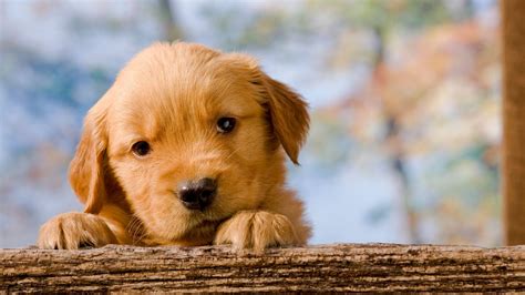 [100+] Baby Dog Wallpapers | Wallpapers.com