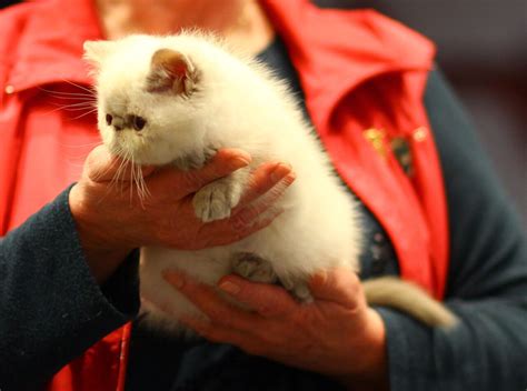 Cat Club Germany | Cat Club Germany