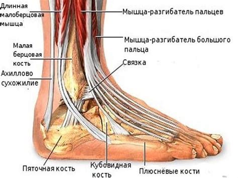 Анатомия и строение голеностопного сустава человека: связки, кости ...
