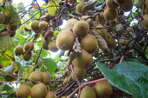 HOW TO GROW ACTINIDIA CHINENSIS |The Garden of Eaden