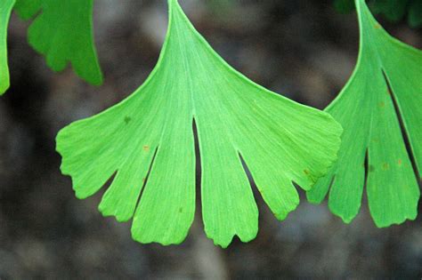 Ginkgo biloba: para que serve e benefícios - eCycle